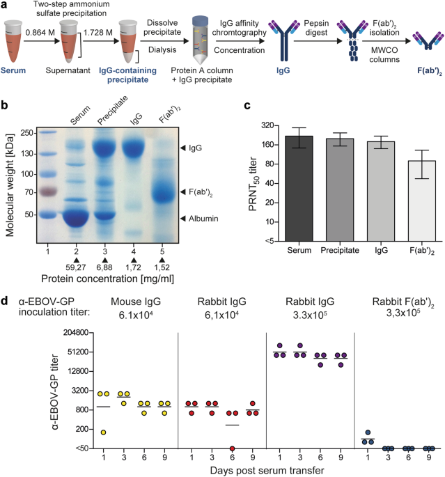 Generation of therapeutic antisera for emerging viral infections | npj ...