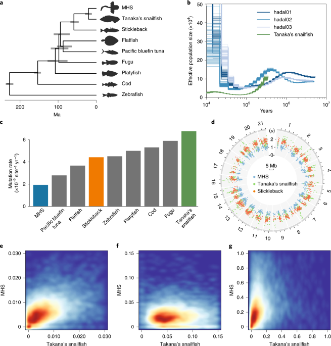 Morphology and genome of a snailfish from the Mariana Trench provide ...