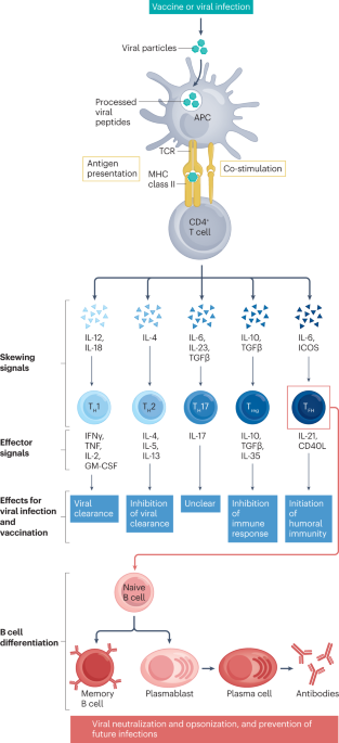 Effect of DMARDs on the immunogenicity of vaccines | Nature Reviews ...