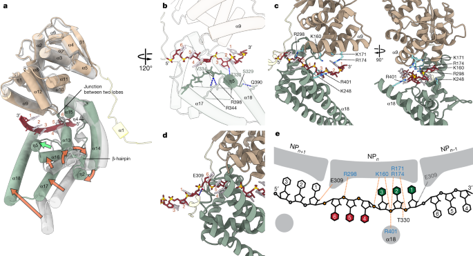Cryo-EM structure of the Ebola virus nucleoprotein–RNA complex at 3.6 Å ...