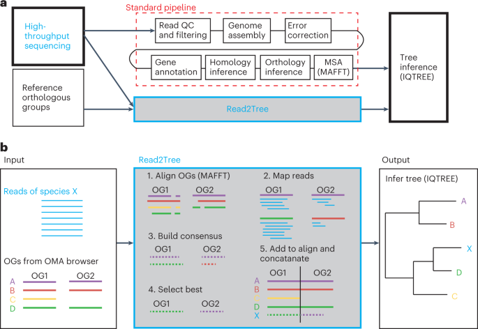 Inference of phylogenetic trees directly from raw sequencing reads using Read2Tree | Nature ...