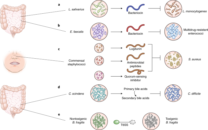 Learning from bacterial competition in the host to develop ...