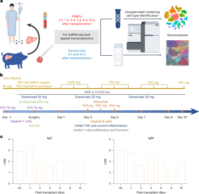 Pig Liver Xenograft: Human Immune Response & Cell Landscape - World ...