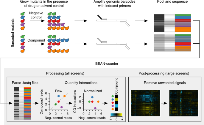 Using BEAN-counter to quantify genetic interactions from multiplexed barcode sequencing ...