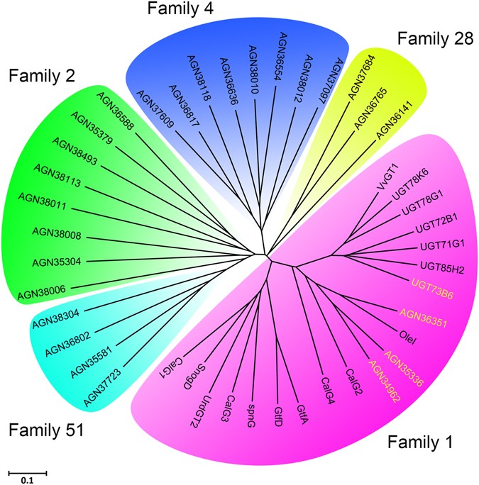 Mining of efficient microbial UDP-glycosyltransferases by motif ...