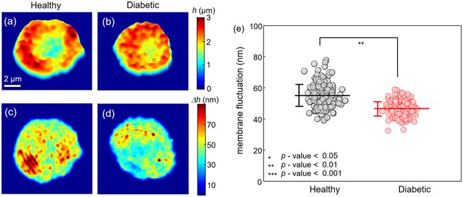 Refractive index tomograms and dynamic membrane fluctuations of red ...