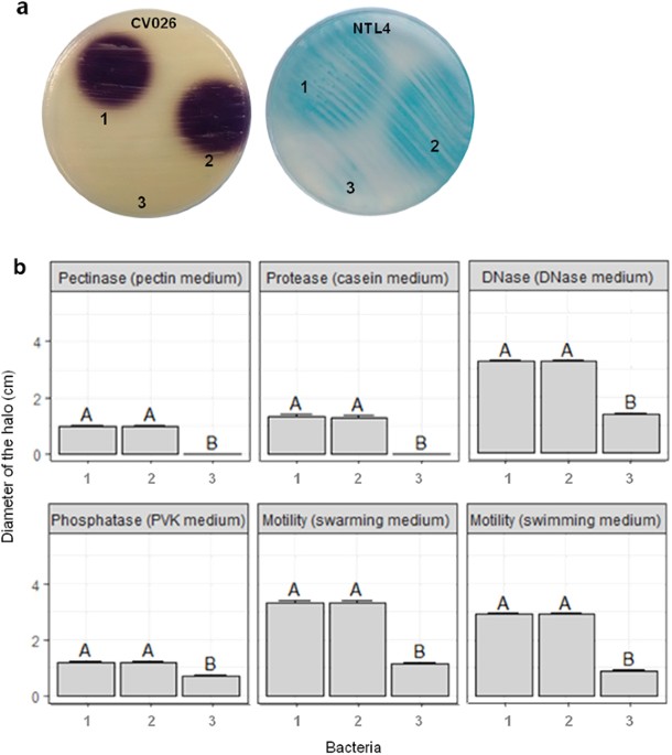 HqiA, a novel quorum-quenching enzyme which expands the AHL lactonase ...