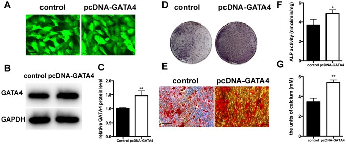 Role of GATA binding protein 4 (GATA4) in the regulation of tooth ...