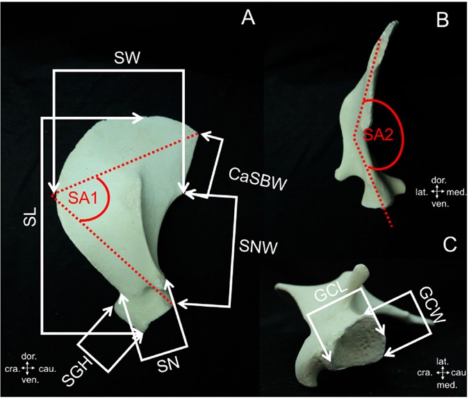 What the skull and scapular morphology of the dugong ( Dugong dugon ...