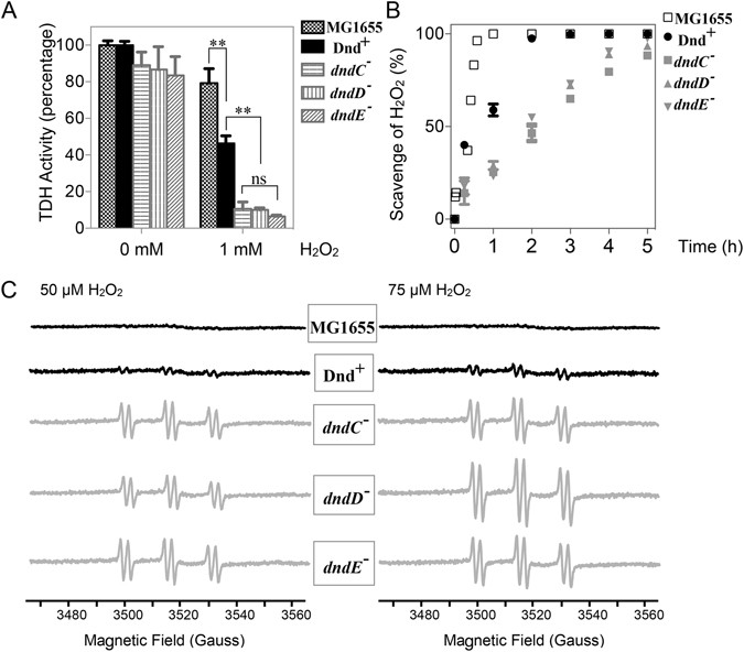 DNA Backbone Sulfur-Modification Expands Microbial Growth Range under ...