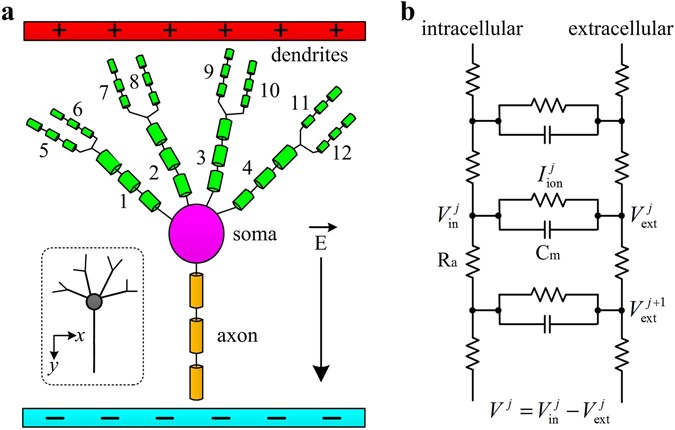 Morphology controls how hippocampal CA1 pyramidal neuron responds to ...