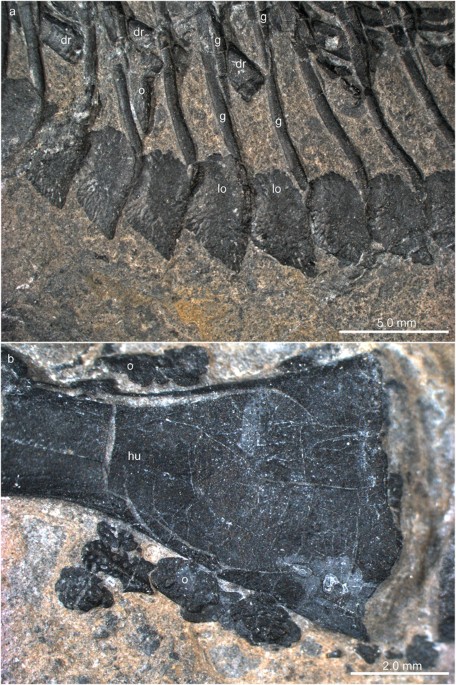 A new, exceptionally preserved juvenile specimen of Eusaurosphargis ...