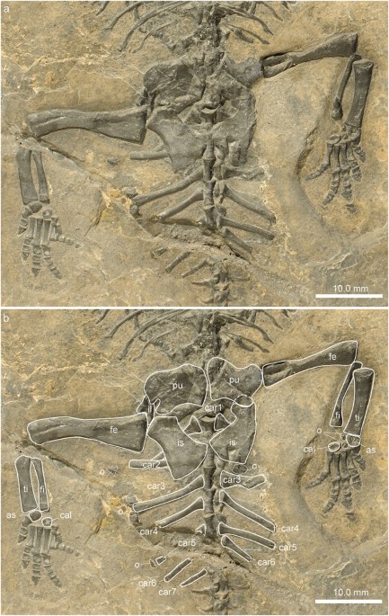 A new, exceptionally preserved juvenile specimen of Eusaurosphargis ...