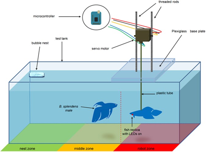 Multiple cues produced by a robotic fish modulate aggressive behaviour ...