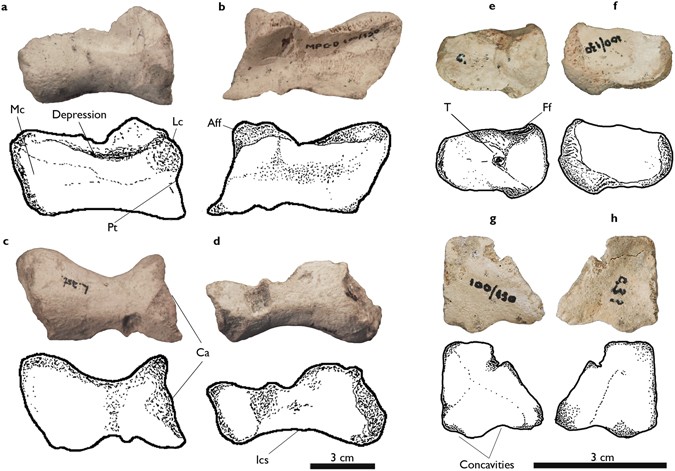 First Ornithomimid (Theropoda, Ornithomimosauria) from the Upper ...