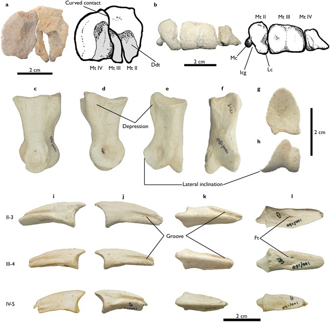 First Ornithomimid (Theropoda, Ornithomimosauria) from the Upper ...