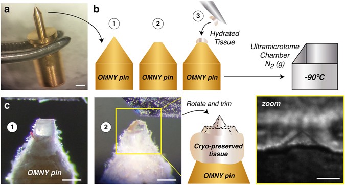 Three-Dimensional Imaging of Biological Tissue by Cryo X-Ray ...