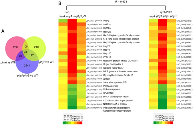 The Rice Phytochrome Genes, PHYA and PHYB , Have Synergistic Effects on ...