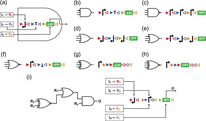 Logic Synthesis of Recombinase-Based Genetic Circuits | Scientific Reports