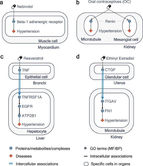 CODA: Integrating multi-level context-oriented directed associations ...
