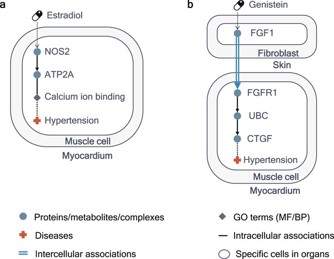CODA: Integrating multi-level context-oriented directed associations ...
