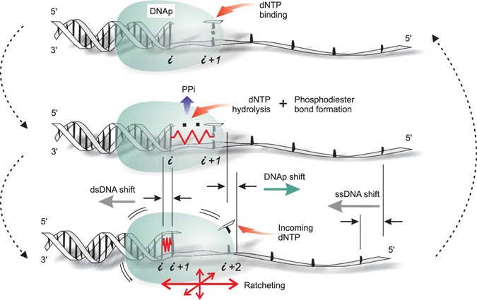 A DNA-centered explanation of the DNA polymerase translocation ...