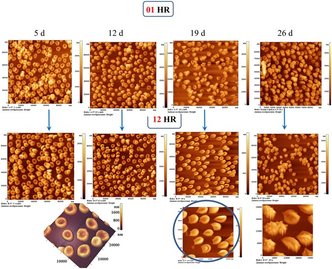 Morphology, membrane nanostructure and stiffness for quality assessment ...