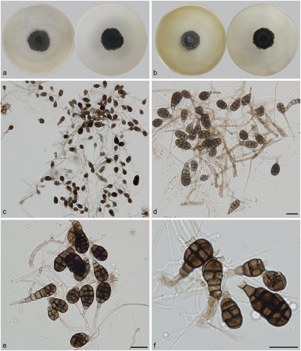 Acrodictys-like wood decay fungi from southern China, with two new ...