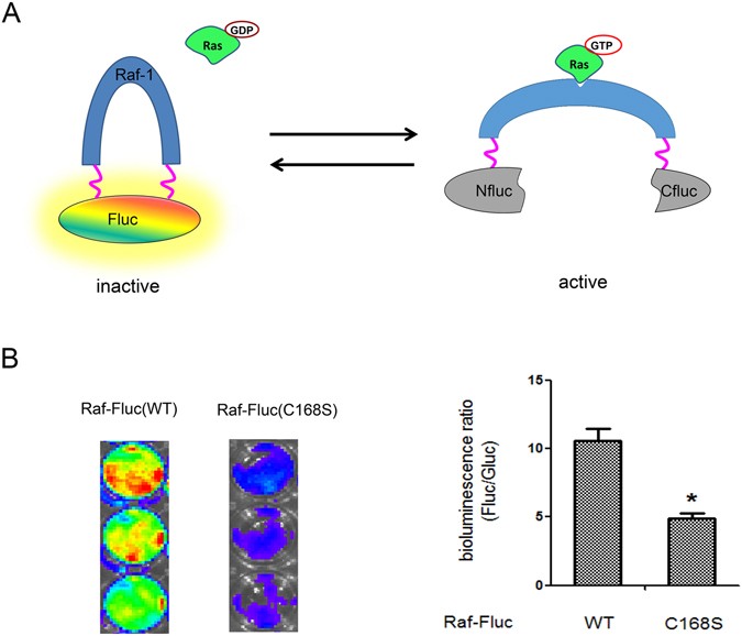 Noninvasive Imaging of Ras Activity by Monomolecular Biosensor Based on Split-Luciferase ...