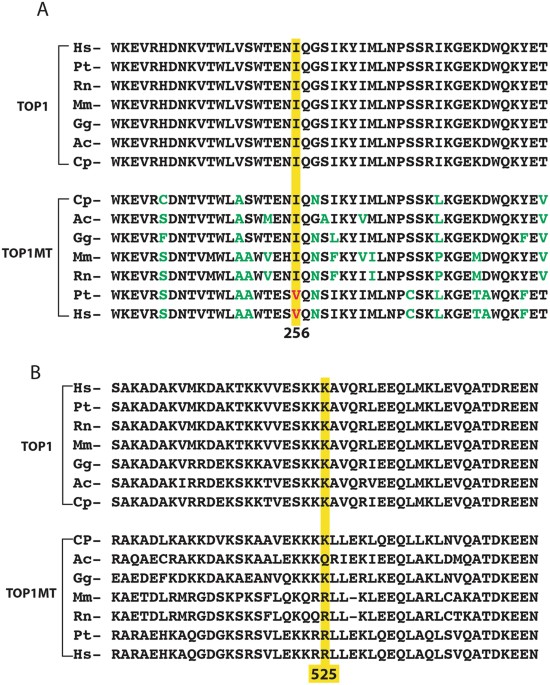 Distribution bias and biochemical characterization of TOP1MT single ...