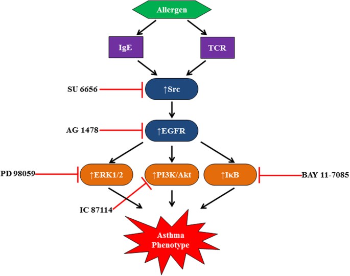 Src-dependent EGFR transactivation regulates lung inflammation via ...