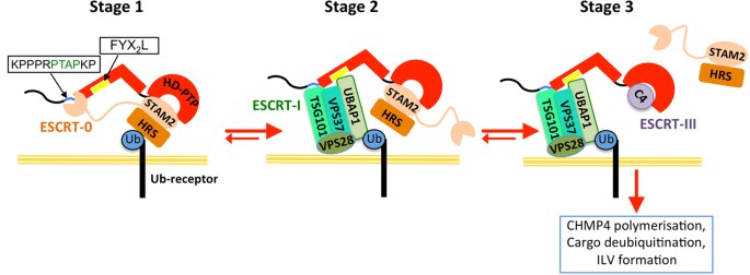 The open architecture of HD-PTP phosphatase provides new insights into ...