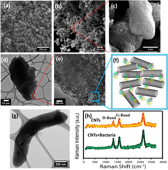 Bacteria as Bio-Template for 3D Carbon Nanotube Architectures ...