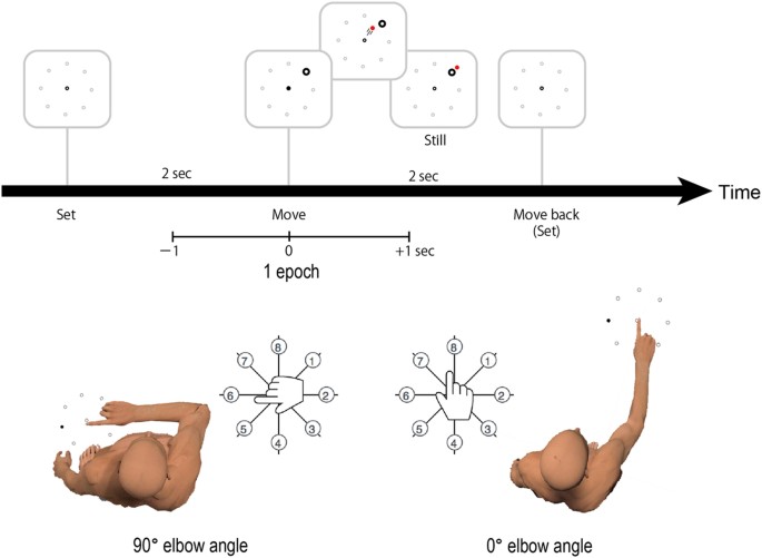 Decoding finger movement in humans using synergy of EEG cortical current signals | Scientific ...
