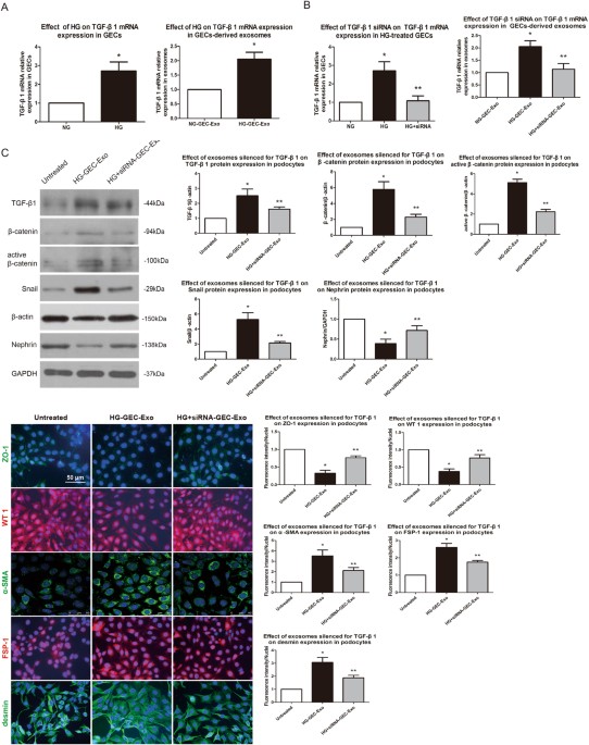 Exosomes from high glucose-treated glomerular endothelial cells trigger ...