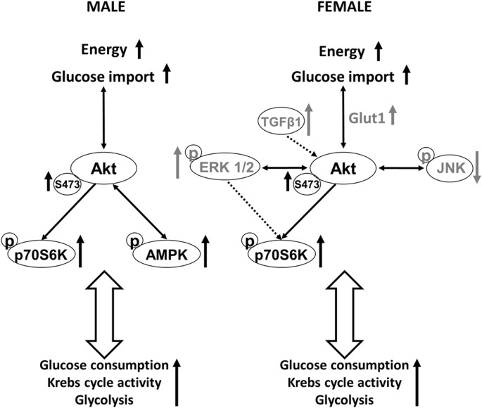 Mitochondrial cyclophilin D ablation is associated with the activation ...