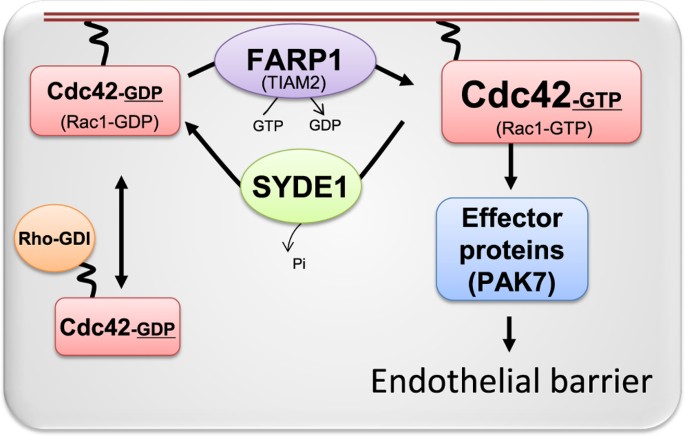 A CDC42-centered signaling unit is a dominant positive regulator of ...
