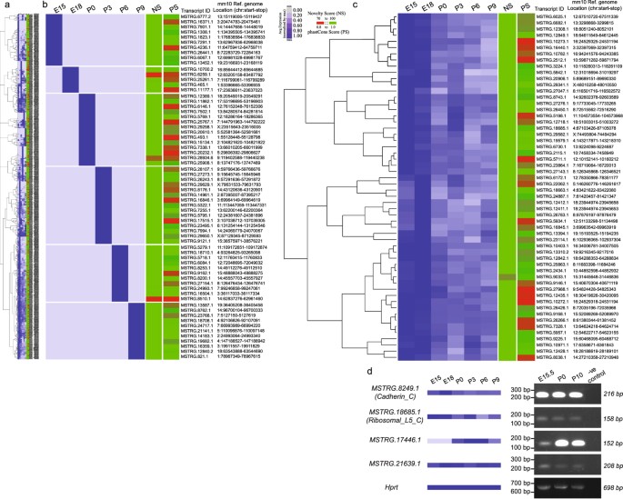 Transcriptome analysis of developing lens reveals abundance of novel ...
