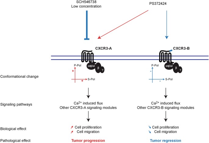 Ligand activation induces different conformational changes in CXCR3 ...