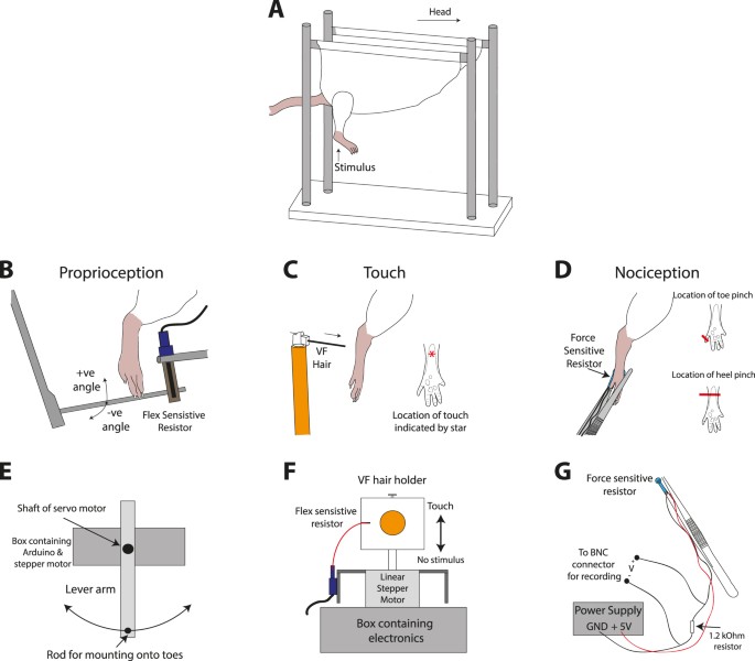 Separability of neural responses to standardised mechanical stimulation ...