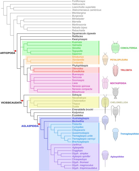 The Vicissicaudata revisited – insights from a new aglaspidid arthropod ...