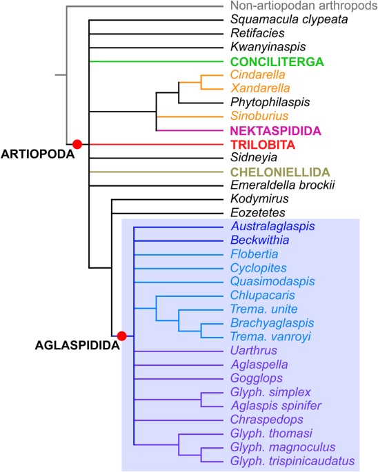 The Vicissicaudata revisited – insights from a new aglaspidid arthropod ...