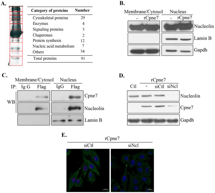 Copine-7 binds to the cell surface receptor, nucleolin, and regulates ...