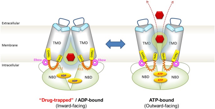 The structure of the human ABC transporter ABCG2 reveals a novel ...