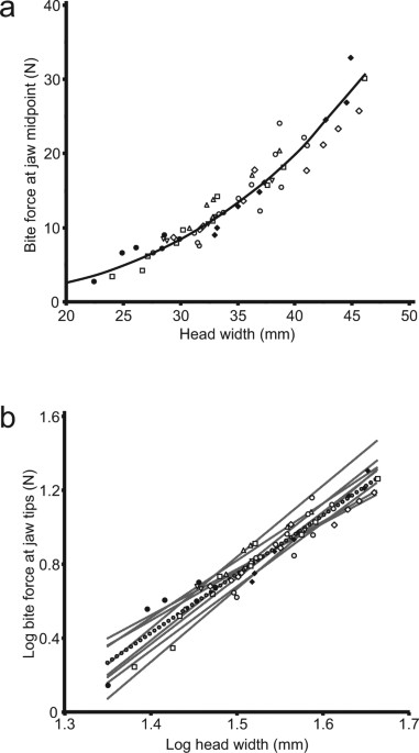Bite force in the horned frog ( Ceratophrys cranwelli ) with ...