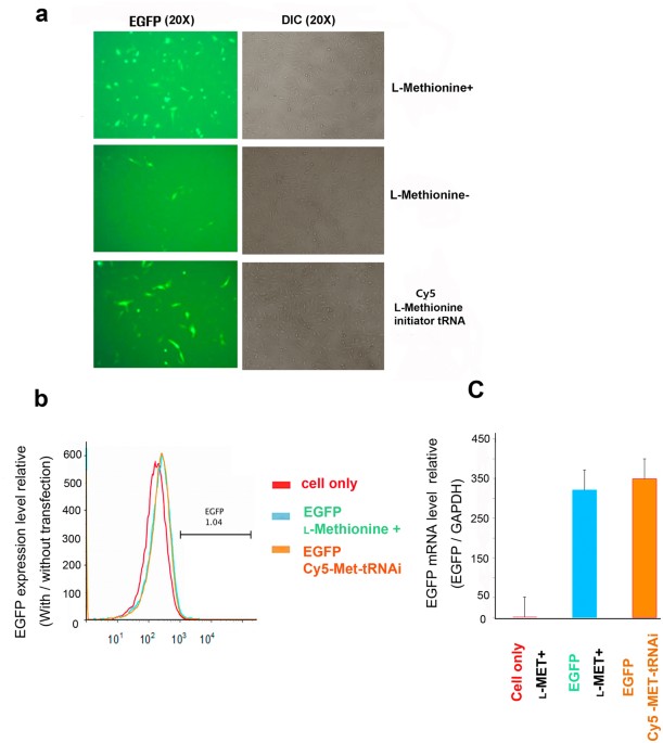 Highly chromophoric Cy5-methionine for N-terminal fluorescent tagging ...