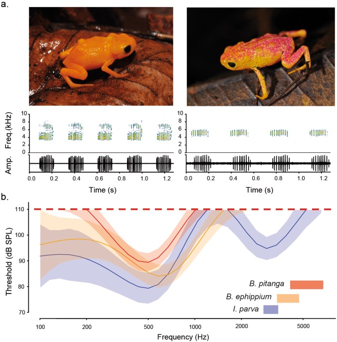 Evidence of auditory insensitivity to vocalization frequencies in two ...
