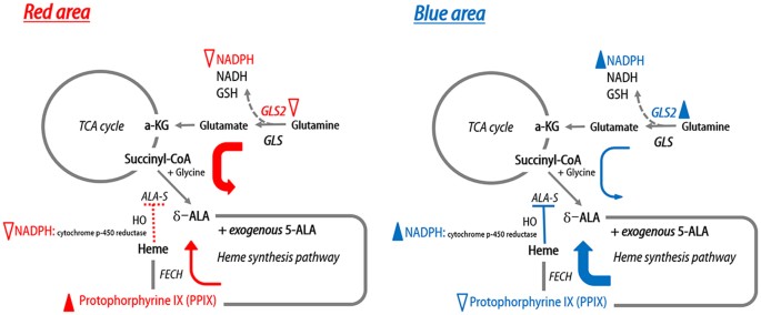 Glutaminase 2 expression is associated with regional heterogeneity of 5 ...