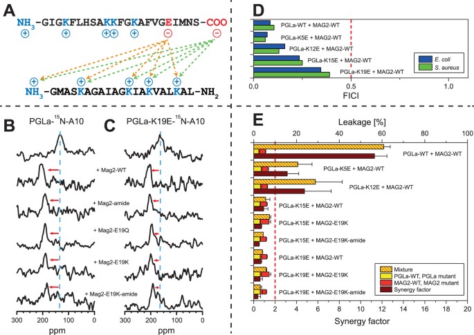 Molecular mechanism of synergy between the antimicrobial peptides PGLa ...