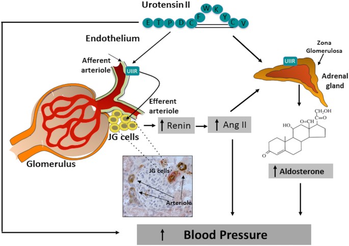Urotensin II Exerts Pressor Effects By Stimulating Renin And ...
